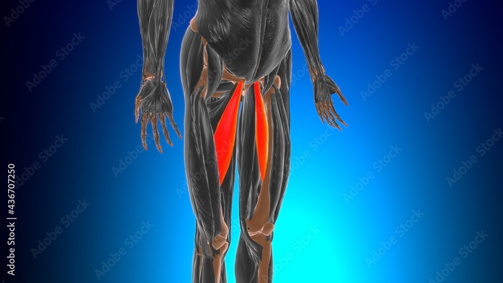 Adductor longus Muscle Anatomy For Medical Concept 3D Stock ...
