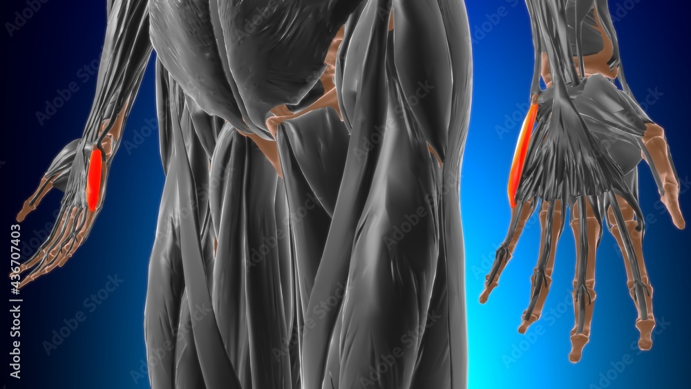 Abductor digiti minimi of hand Anatomy For Medical Concept 3D Stock ...