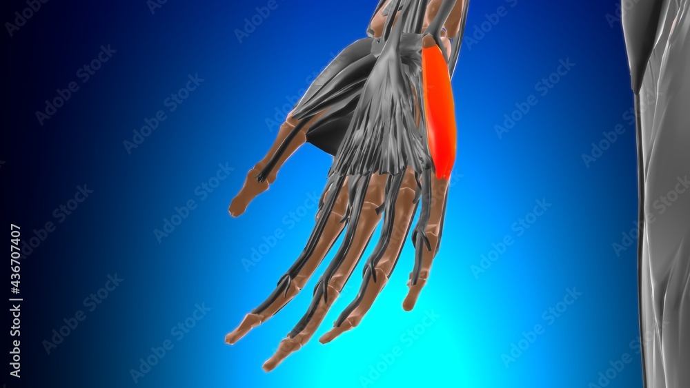 Abductor digiti minimi of hand Anatomy For Medical Concept 3D Stock ...