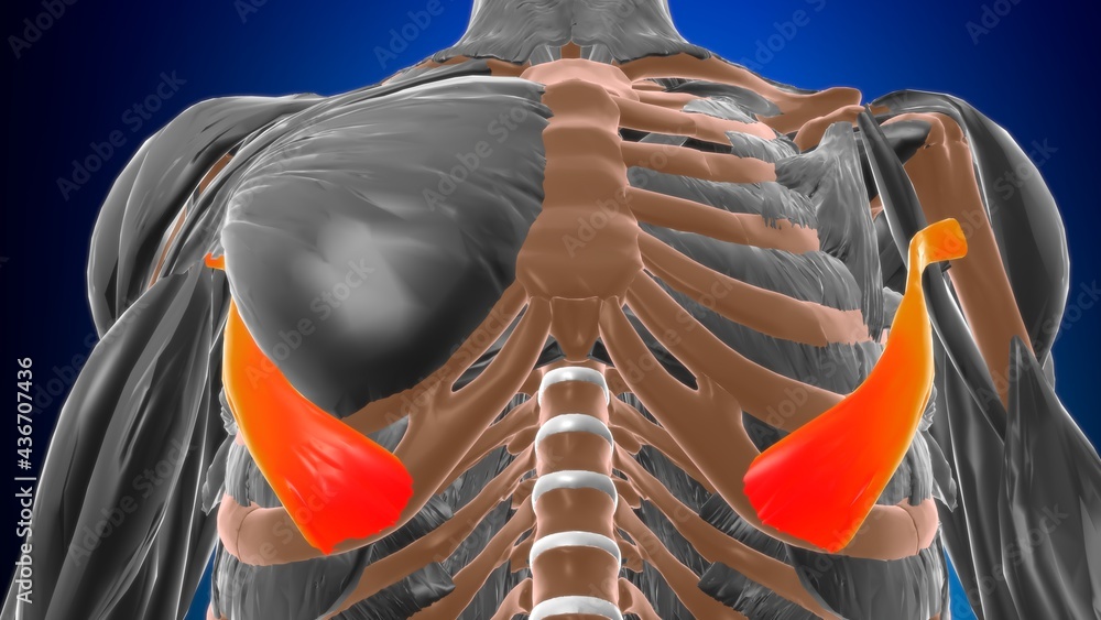 Abdominal part of pectoralis major Muscle Anatomy For Medical Concept ...