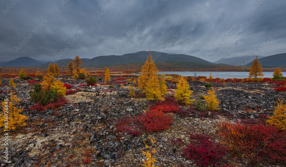 Russia. Magadan region. Early autumn on the picturesque mountain passes ...