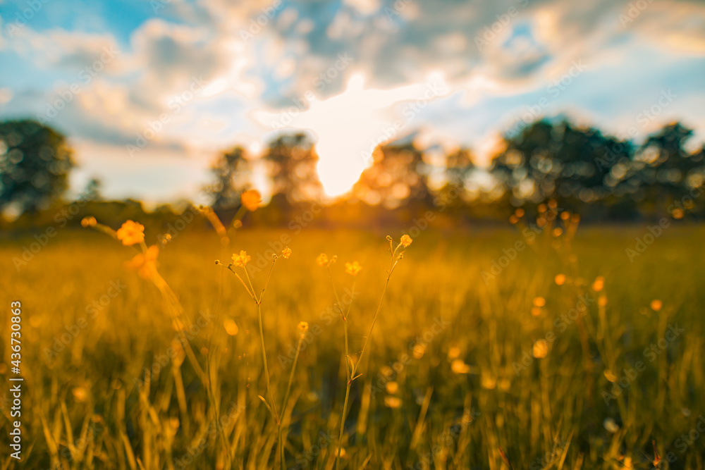 Abstract sunset field landscape of yellow flowers and grass meadow on ...