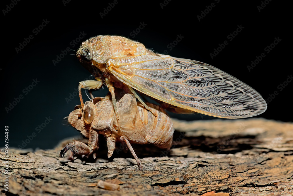 Cicada shedding its exoskeleton Stock Photo | Adobe Stock