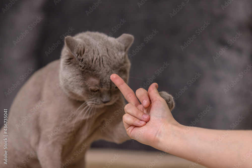 A man shows the middle finger of his hand to a pet. The cat put its paw ...