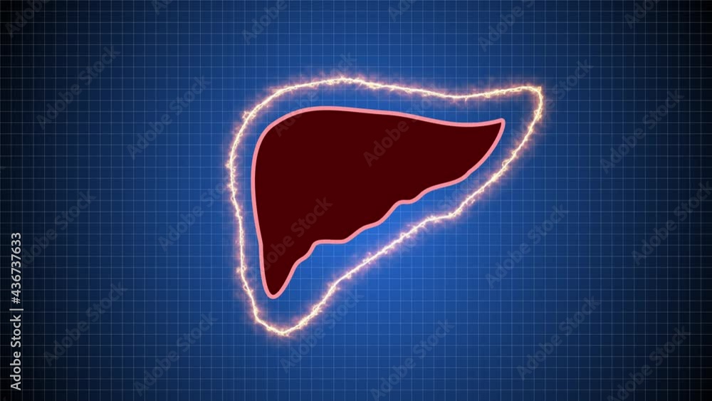 Human Internal Digestive Organ Liver Anatomy Animation Concept. 2D ...
