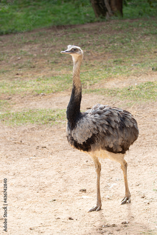 The ostrich is a flightless bird native to Africa. It is one of only ...
