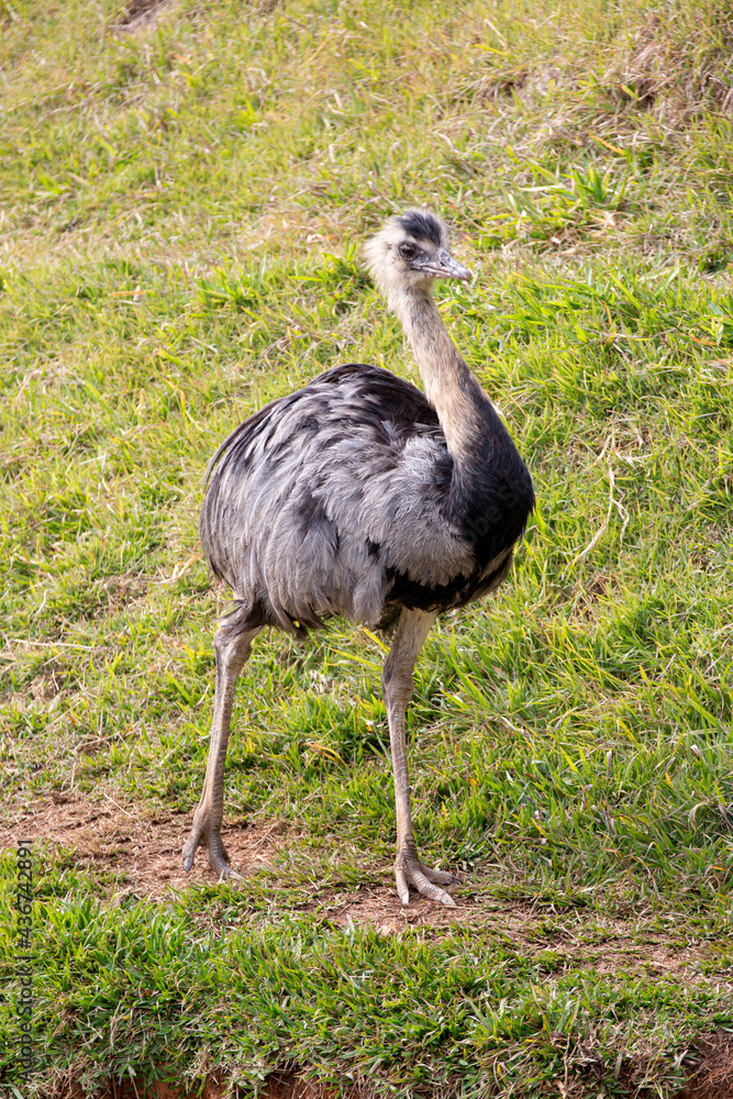 The ostrich is a flightless bird native to Africa. It is one of only ...