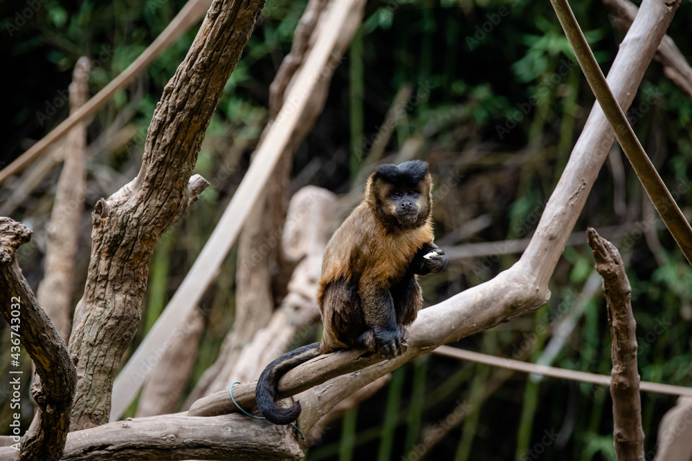 O macaco-prego-do-peito-amarelo é uma espécie de macaco-prego, um ...