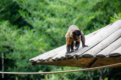O macaco-prego-do-peito-amarelo é uma espécie de macaco-prego, um ...