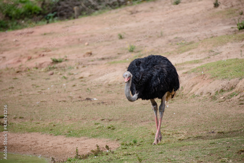 The ostrich is a flightless bird native to Africa. It is one of only ...