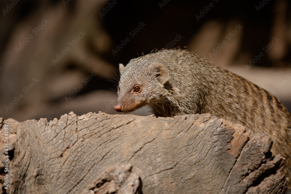 The banded mongoose is a species of mongoose native to the Sahel to ...
