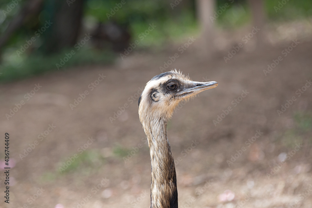 The ostrich is a flightless bird native to Africa. It is one of only ...