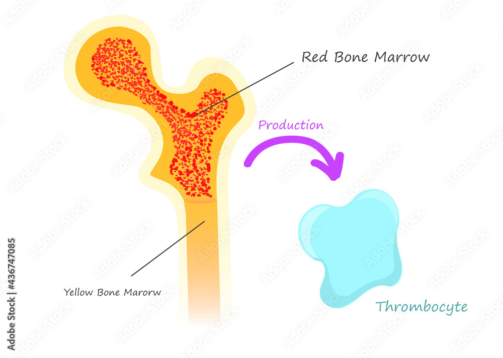Red bone marrow thrombocyte platelete production. Diagram showing bone ...