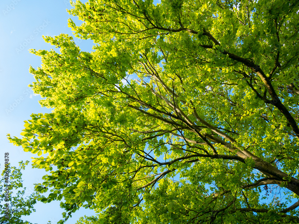 Beech tree seen from below. Branches and leaves of fagus sylvatica ...
