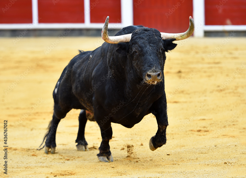 un toro con desafiante mirada en una plaza de toros en españa durante ...