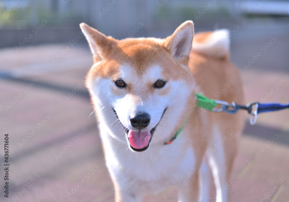 Shiba Inu taking a walk in Tokyo Stock Photo | Adobe Stock
