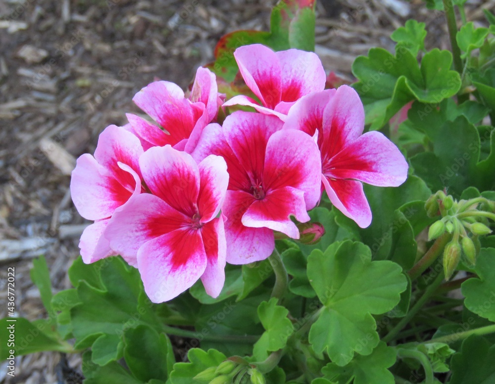 Pink Geranium Stock Photo | Adobe Stock