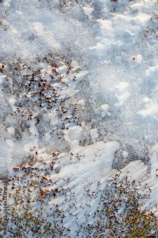 Arctic Plants In Snow