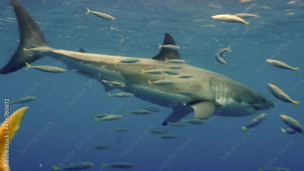 Slow motion Close-up of great white shark swimming underwater in front ...