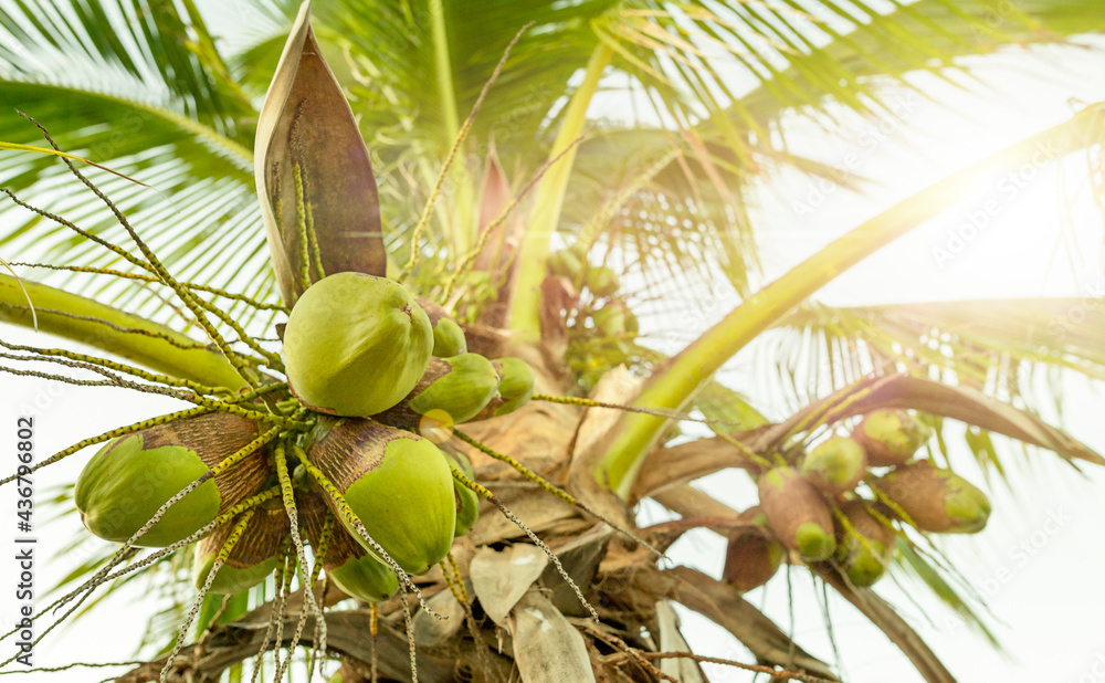 Coconut palm or cocos nucifera tree top with green coconuts, sunshine ...