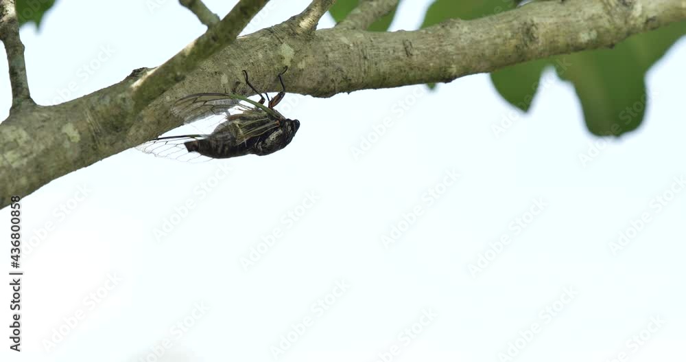Video of cicadas singing for courtship.The variety is called "Kumazemi ...