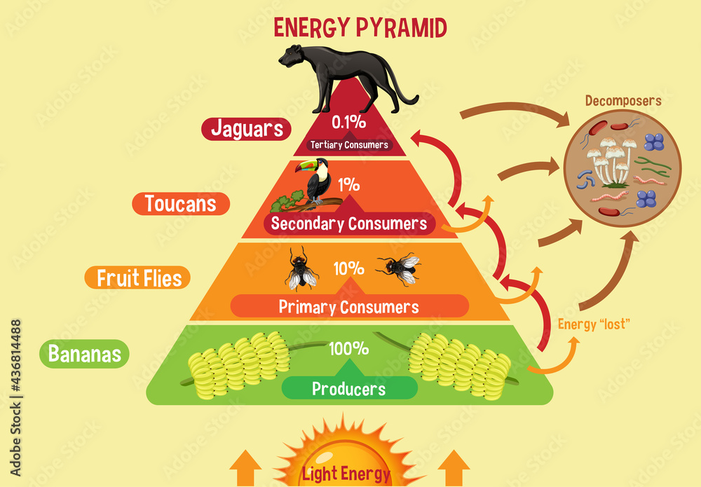 Diagram showing energy pyramid for education Stock Vector | Adobe Stock