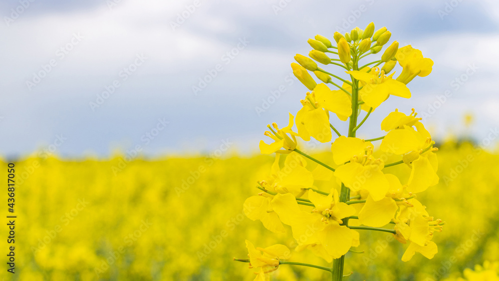 Rapeseed flower. Yellow rape flowers for healthy food oil on field ...