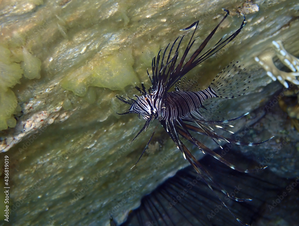 Long-fin black lion fish belongs to the family Scorpaenid. The fish has ...