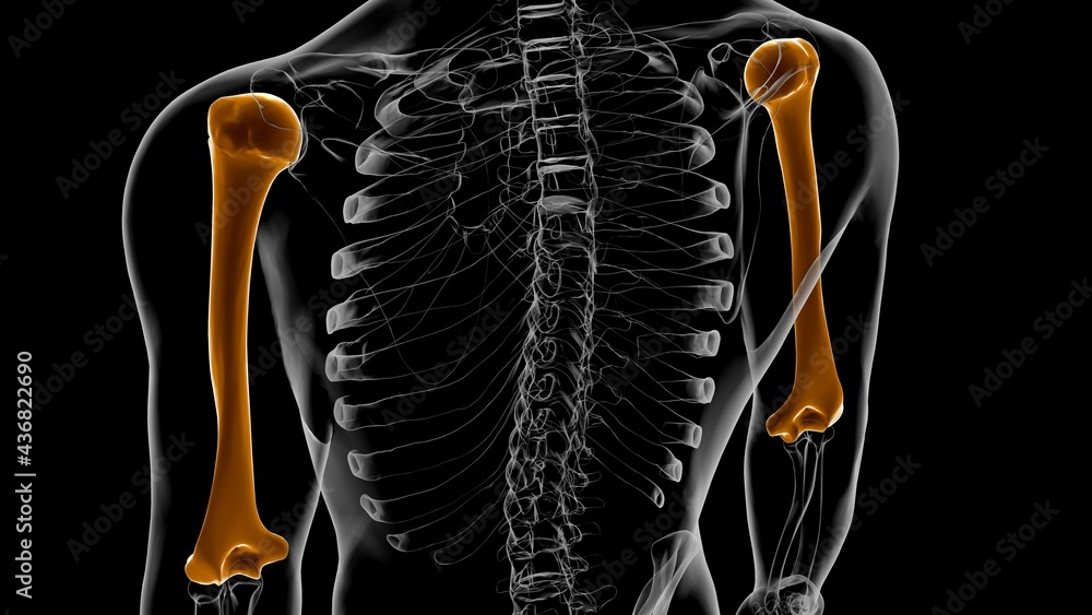 Human skeleton anatomy Humerus Bone 3D Rendering Stock Illustration ...