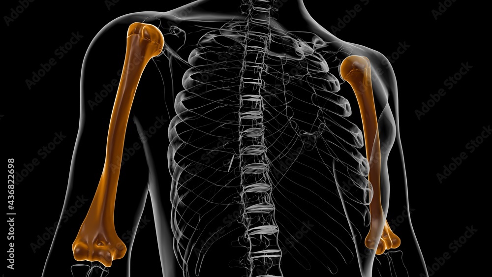 Human skeleton anatomy Humerus Bone 3D Rendering Stock Illustration ...