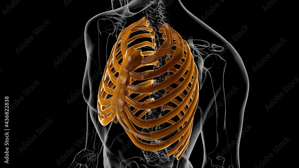 Human skeleton anatomy Rib Cage 3D Rendering Stock Illustration | Adobe ...