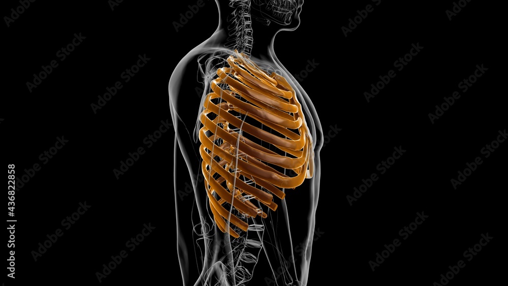 Human skeleton anatomy Rib Cage 3D Rendering Stock Illustration | Adobe ...