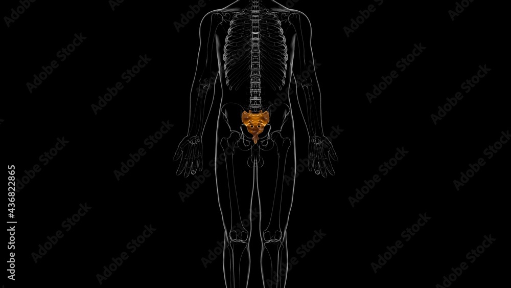 Human skeleton anatomy Sacral Bone 3D Rendering Stock Illustration ...
