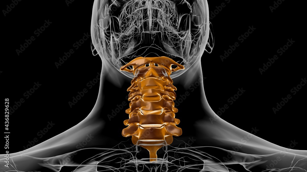 Human Skeleton Vertebral Column Cervical Vertebrae Anatomy 3D Stock ...