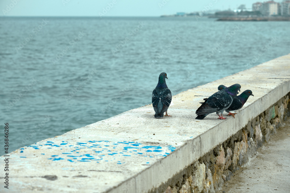 Stockfoto Groups of doves and pigeons standing near the bosphorus shore ...