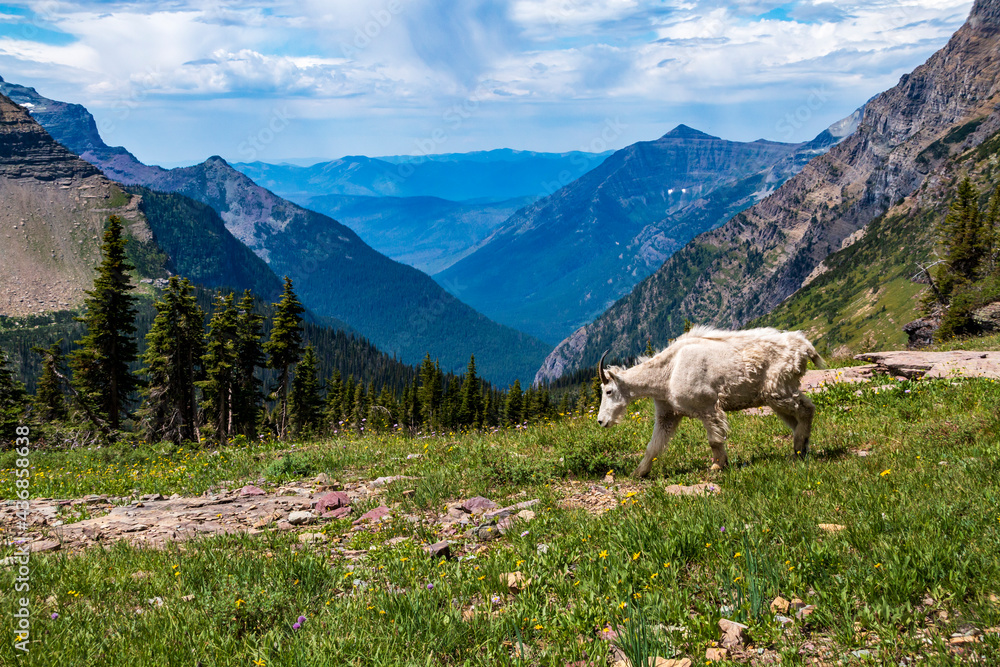 mountain goat in its natural habitat in Glacier National Park in ...