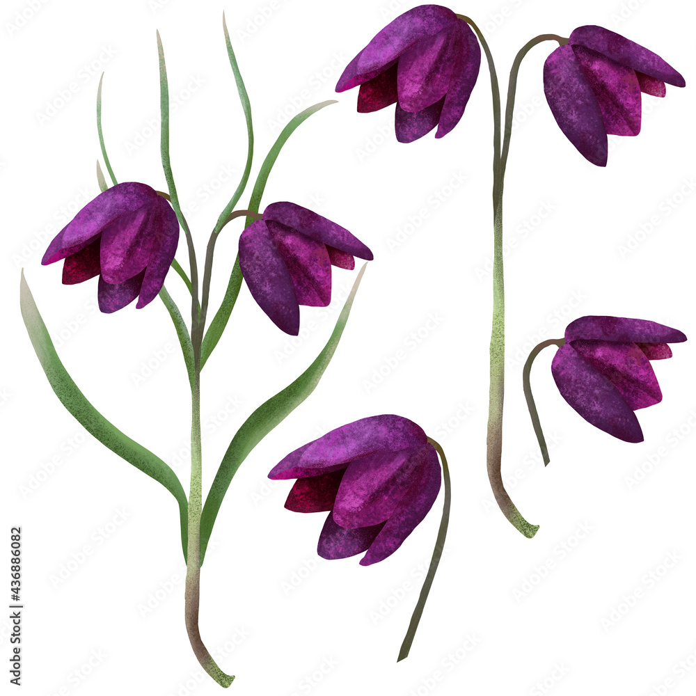Realistic hand drawn set of wild violet flower fritillary (lazarus bell ...