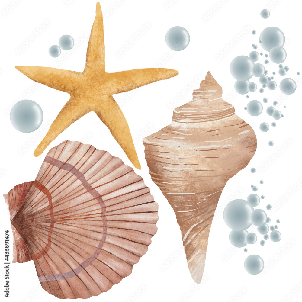 Set of various beautiful mollusk sea shells, illustration isolated on ...
