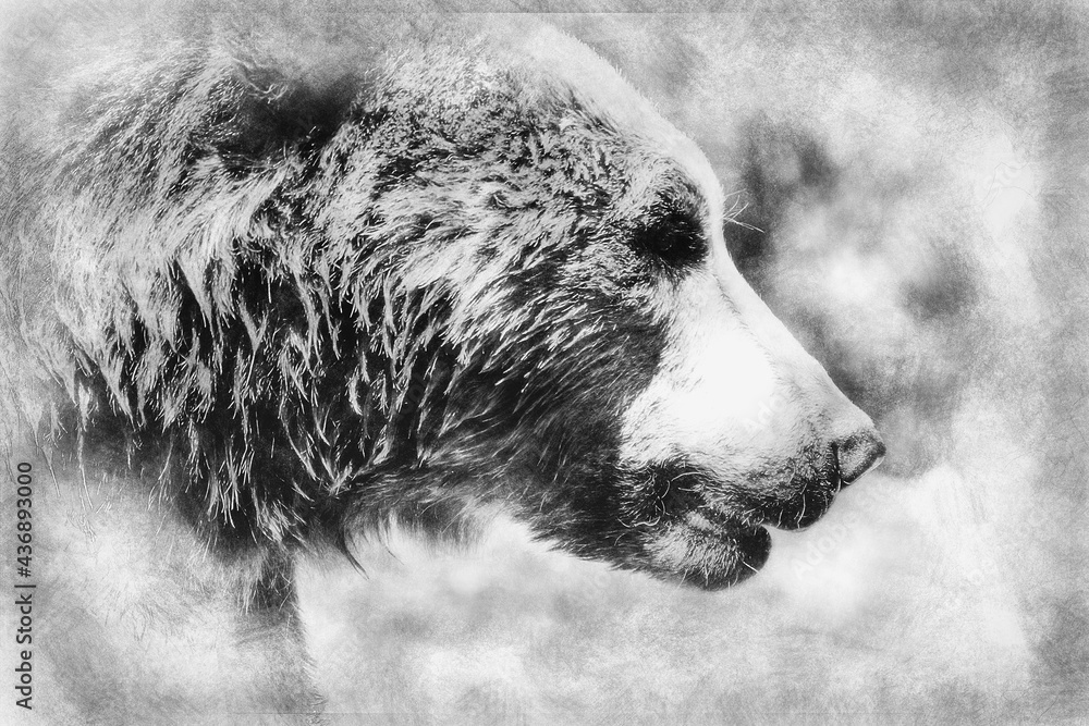 beautiful and furry brown bear, mammal hand drawing effect with pencils ...
