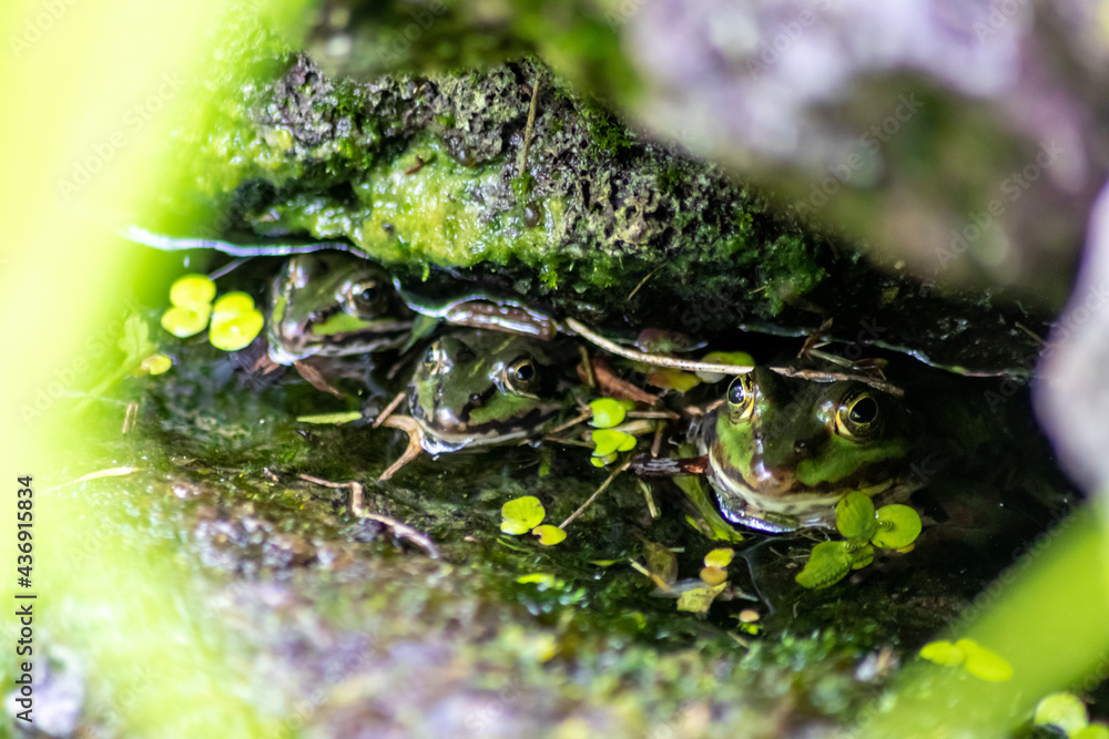 Big green frog in garden pond with beautiful reflection at the water ...