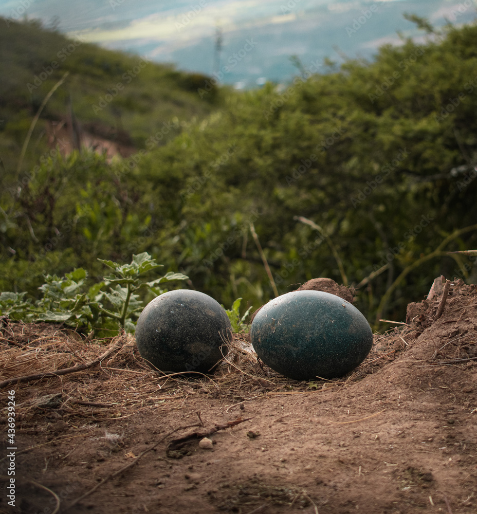 Two emu dark green eggs in their natural habitat. Australian wildlife ...