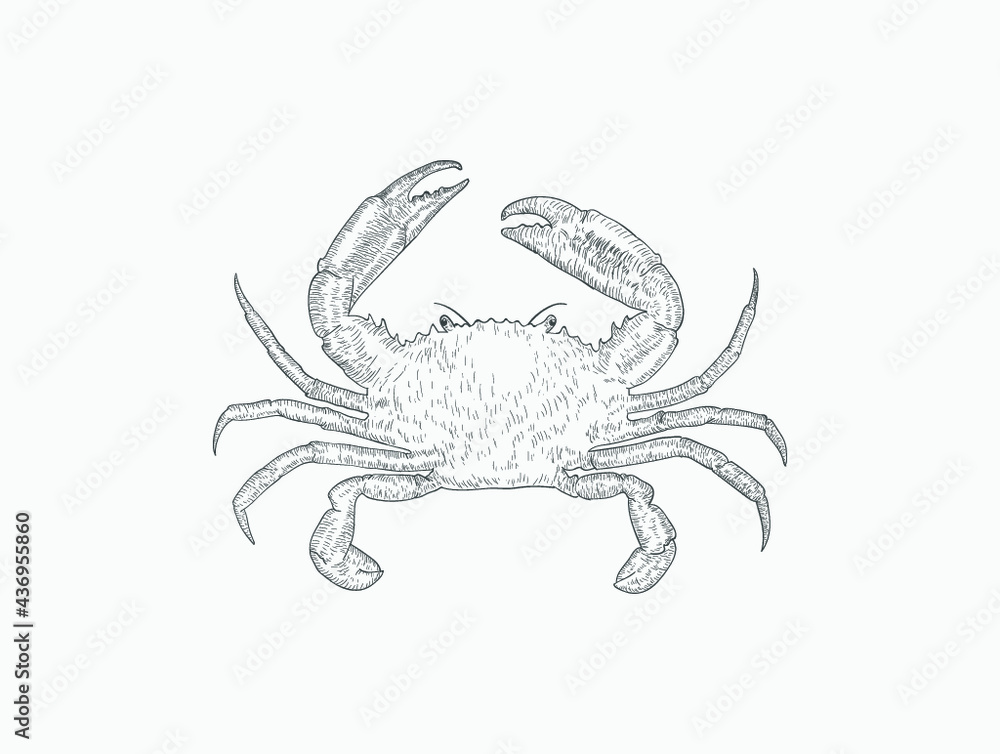 Crab drawing illustration of crab line art Stock Vector | Adobe Stock