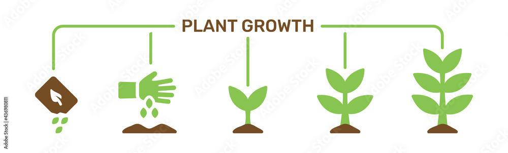 Plant growing stages icon set isolated on white background. Stock ...