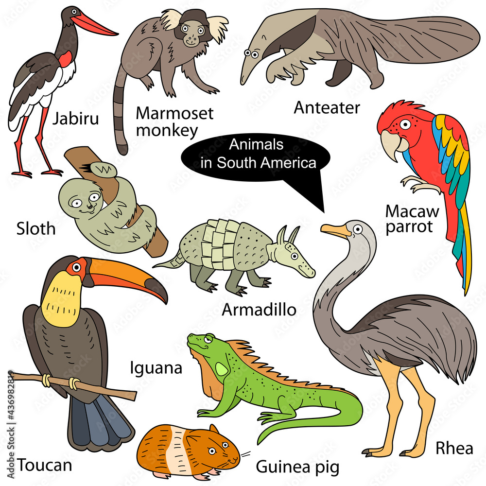 Cute South American Animals