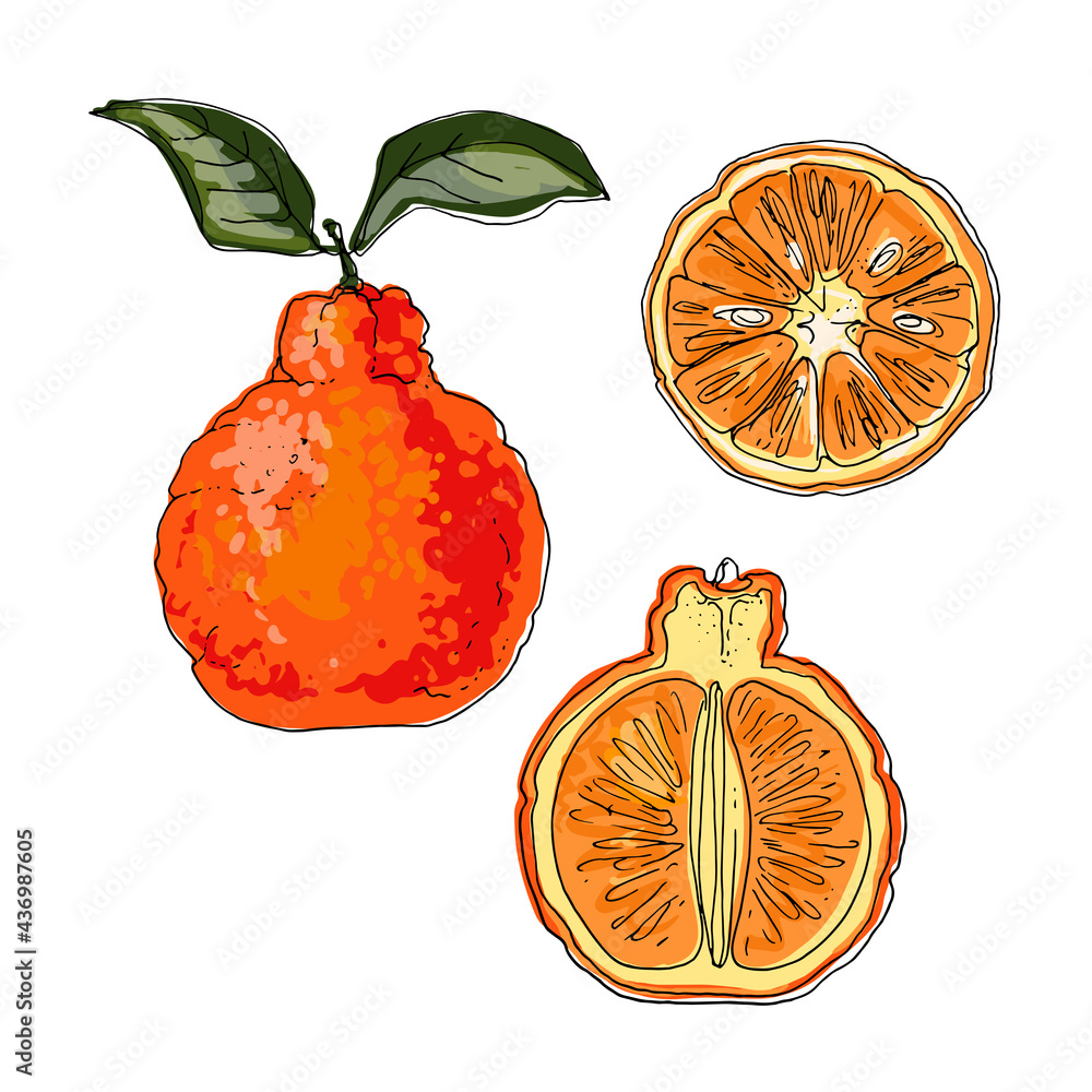 Ponkan Vector drawing of food. Citrus. Color Exotic food drawings Stock ...