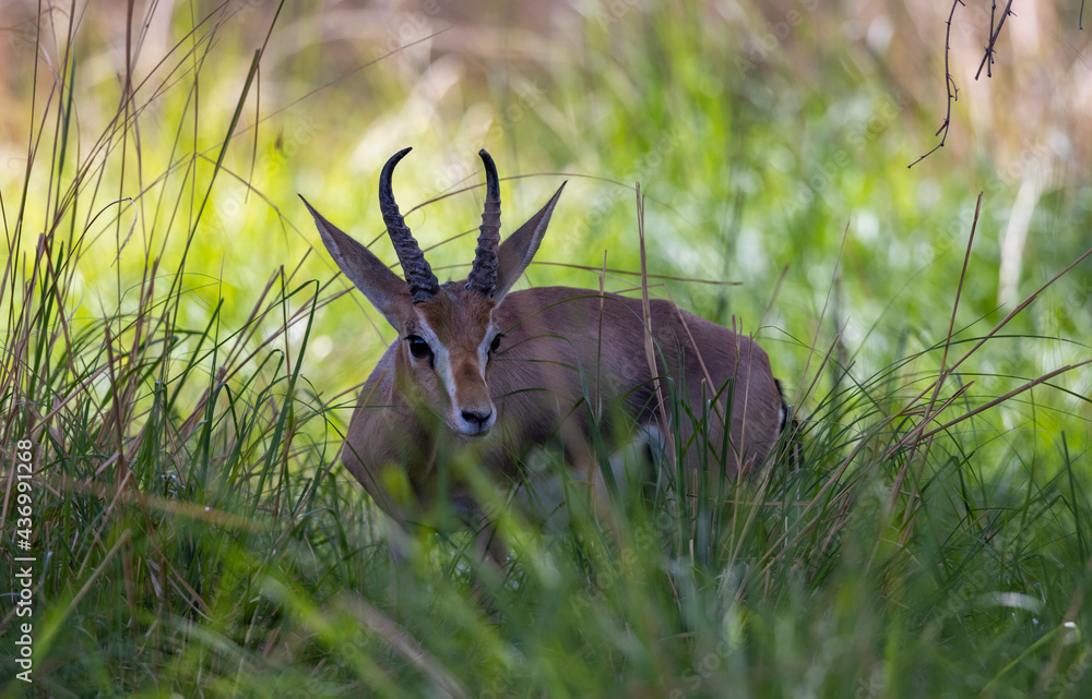 Arabian Reem Gazelle in wildlife conservation park, Abu Dhabi, United ...