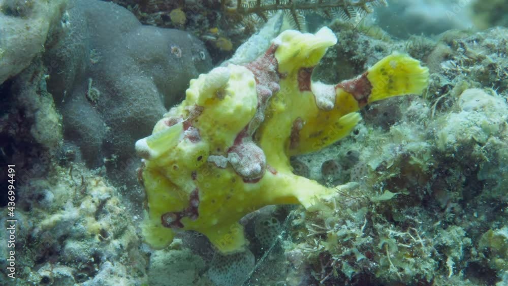 Stockvideon A yellow frogfish or anglerfish is floating underwater ...