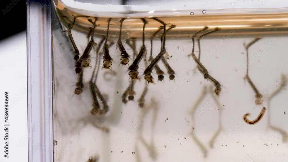 Mosquito larvae swimming in standing water. Breeding area for disease ...