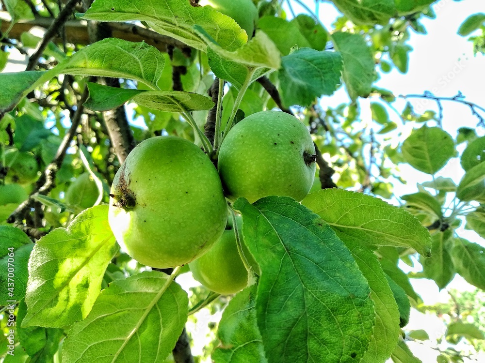 An apple is an edible fruit produced by an apple tree (Malus domestica ...