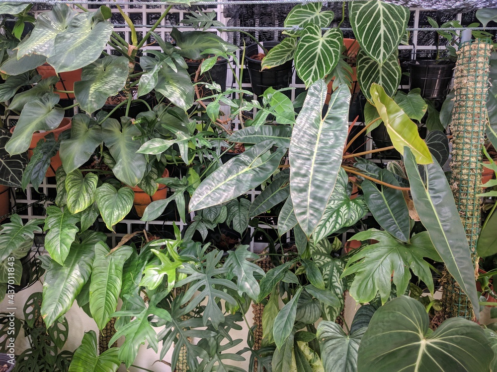 Variety of aroid plants with interesting shapes and colors Stock Photo ...